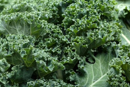 Kale: under the superfood microscope - Ovia Health