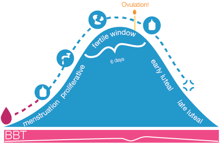 When is the fertile window? | What to expect in the process